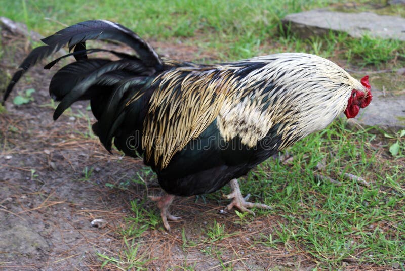 Male Rooster Chicken Walking Full Body Stock Photos - Free & Royalty ...