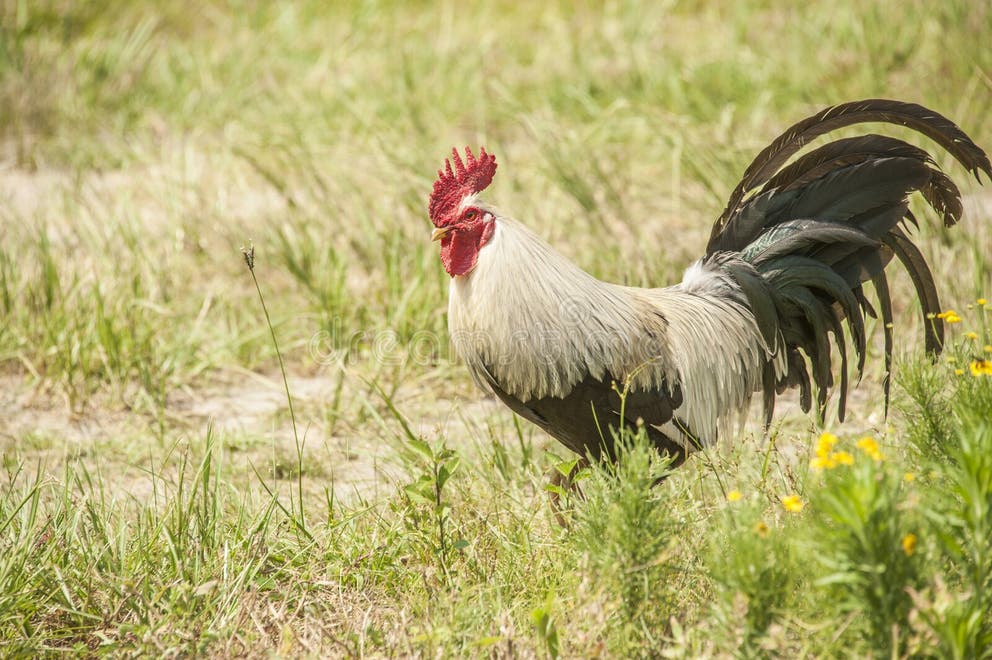Farm Roster stock image. Image of roster, feathers, tail - 55829483