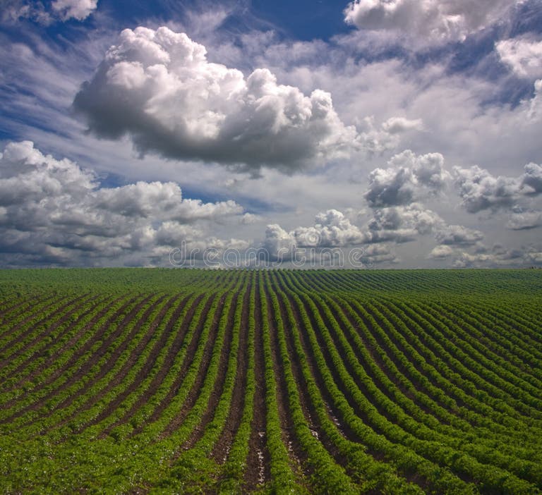 Farm rows stock image. Image of beautiful, color, climate - 16449723