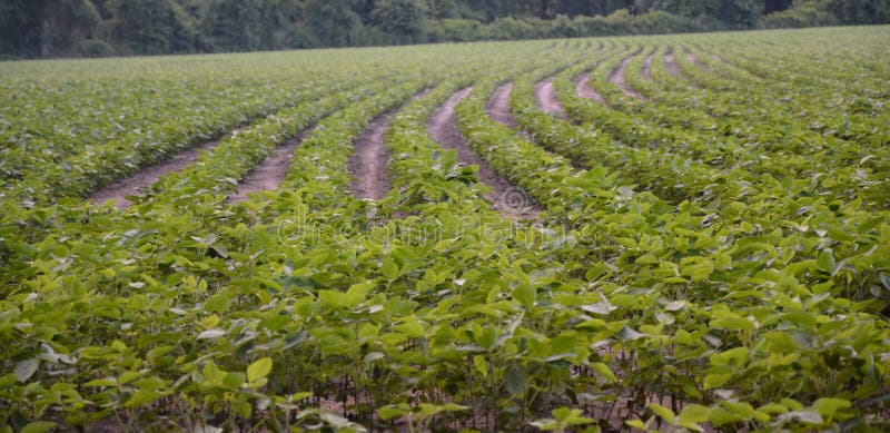 North Carolina Crops Pictures Stock Photos - Free & Royalty-Free Stock ...