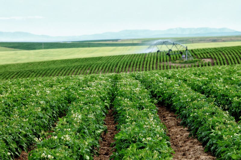 Potatoes Growing on an Idaho Farm Stock Image - Image of work, working ...