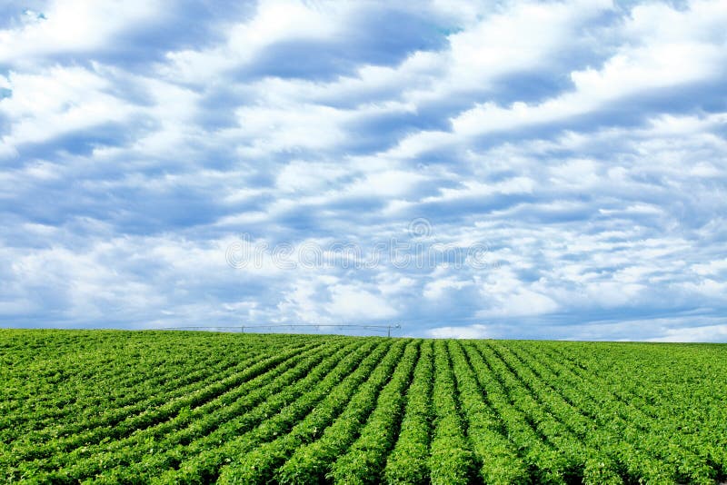 Farm Rows stock photo. Image of farmer, fields, view - 254444538