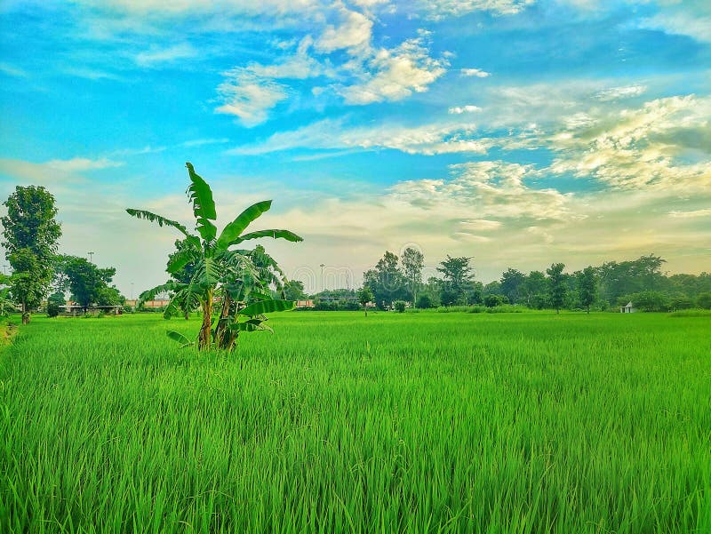 Farm in Rural India stock photo. Image of india, tree - 228178908