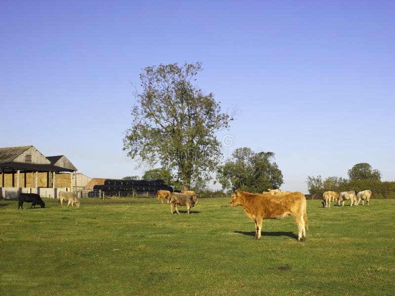 Farm scene stock photo. Image of meadow, animals, trees - 11288012
