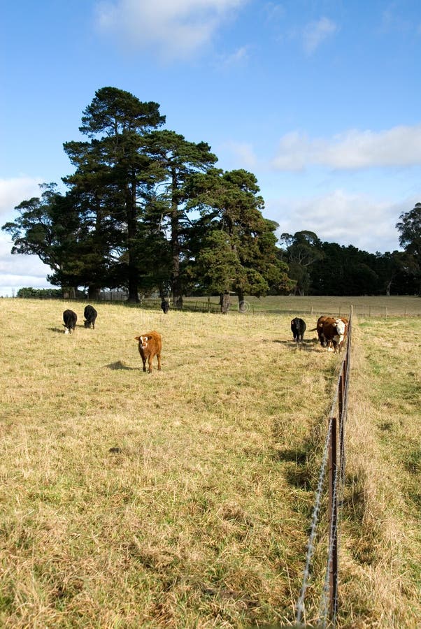 Farm Scene stock image. Image of farming, cattle, pasture - 5693807