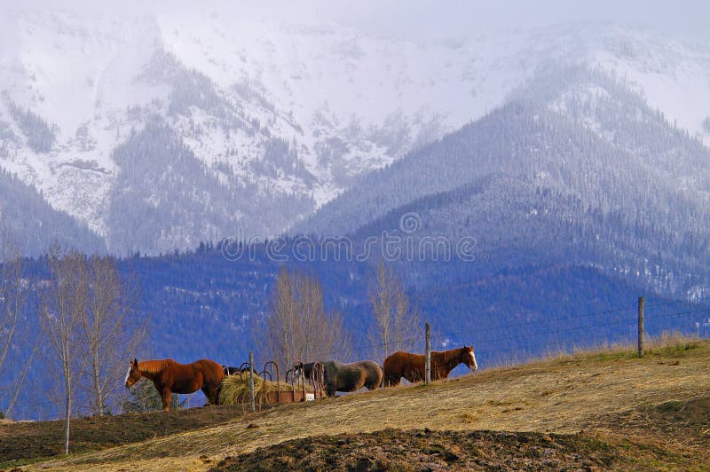 Farm scene stock image. Image of farm, trees, scenic, columbia - 9850791