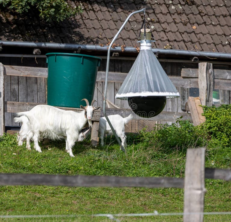 Farm Scene: Goats and Insect Trap on the Farm Stock Image - Image of ...