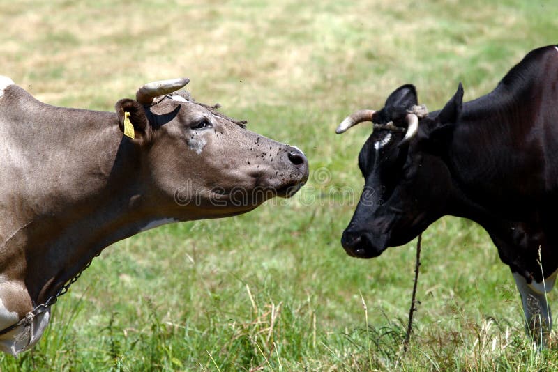 Farm scene - two cows stock photo. Image of grass, food - 5536668
