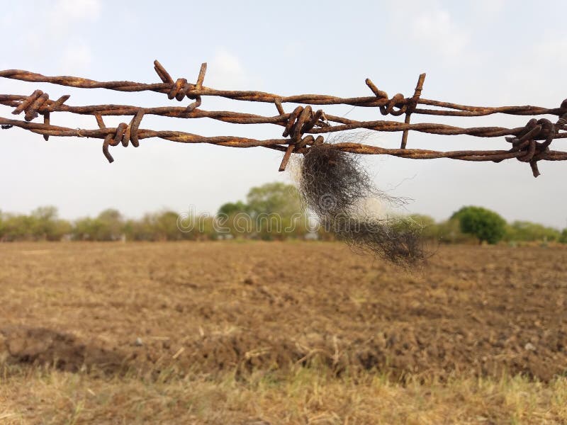 Wire stock photo. Image of plants, tree, farm, iron - 119080150