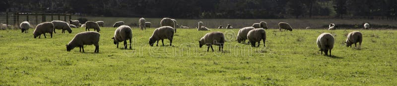 Farm Sheep at Grass Paddock Stock Photo - Image of paddock, scottish ...