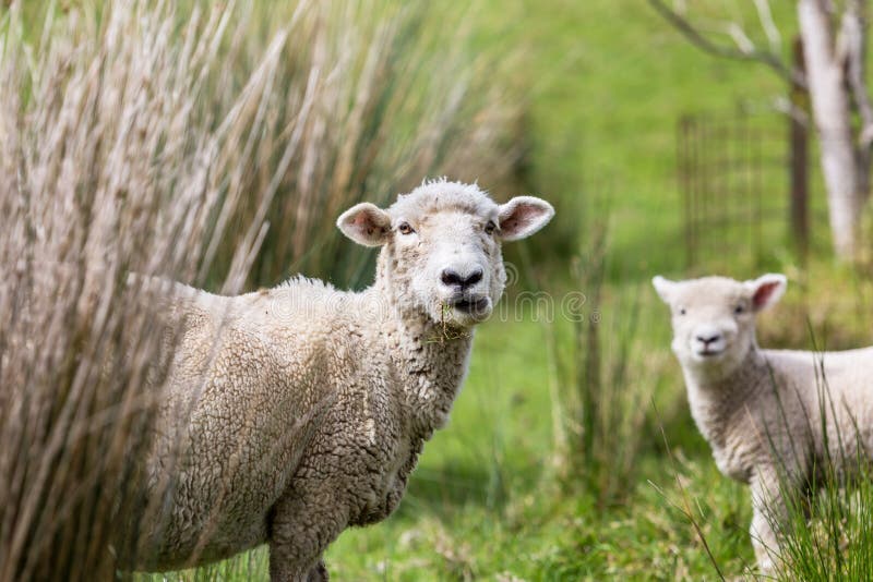 Sheep on Farm stock photo. Image of nature, animals, spring - 45136574