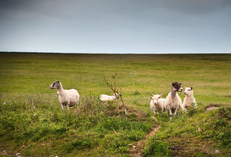 Farm Sheep in Landscape on Stormy Summer Day Stock Photo - Image of ...