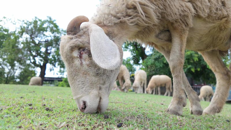 Farm Sheeps Outdoors. Group of Farm Sheeps Stock Footage - Video of ...