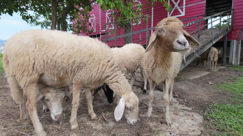 Farm Sheeps Outdoors. Group of Farm Sheeps Stock Video - Video of group ...