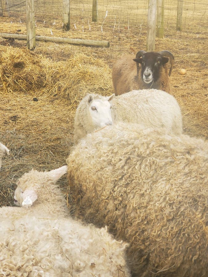 Farm Small Animals Baby Sheep Stock Image - Image of baby, small: 193841457