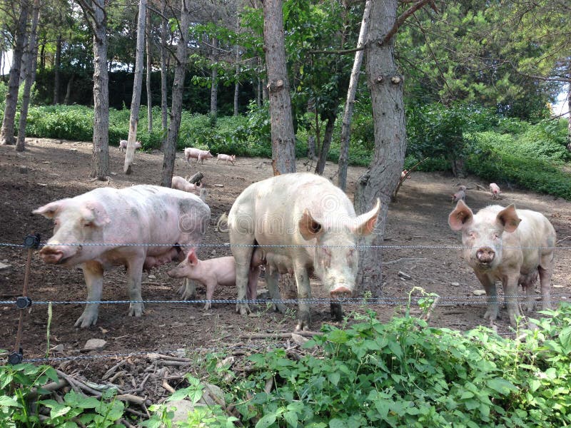 Some Pigs Outdoors in the Woods Stock Photo - Image of meat ...