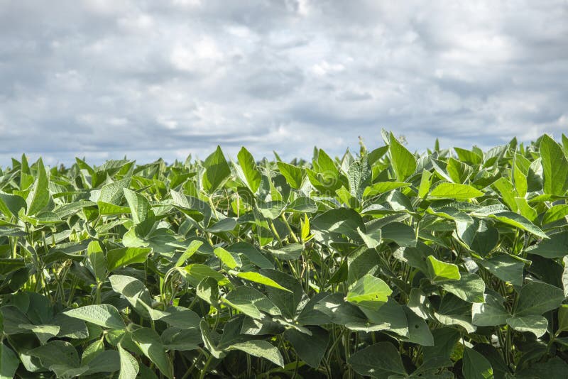 599 Soybean Stalk Stock Photos - Free & Royalty-Free Stock Photos from ...