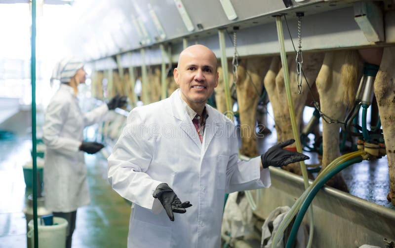 Female Worker in Barn with Cow Milking Machines Stock Image - Image of ...