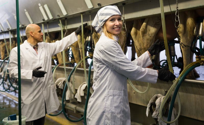 Farm Vet and Professional Worker Standing Near Milking Herd in B Stock ...