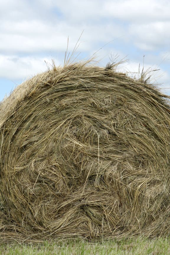 Farm Straw stock image. Image of greens, farm, backdrop - 5108813