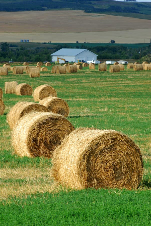 Farm with straw piles stock photo. Image of countryside - 6367282