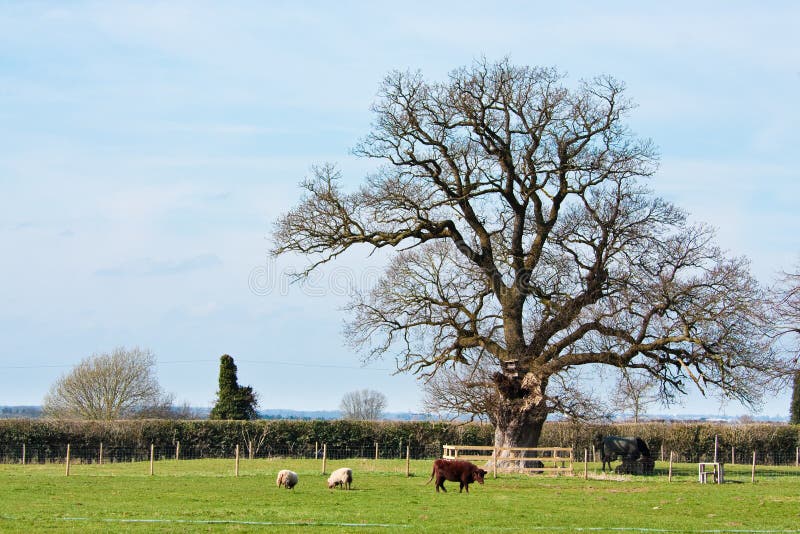 Farm in Suffolk stock photo. Image of country, breeder - 20438260