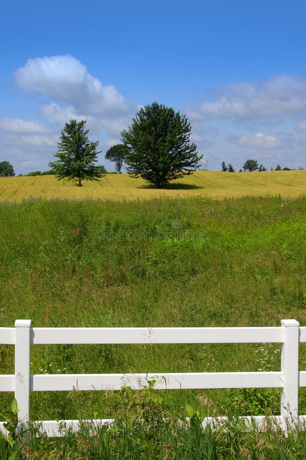 Farm in the summer time stock image. Image of field, nature - 39891287