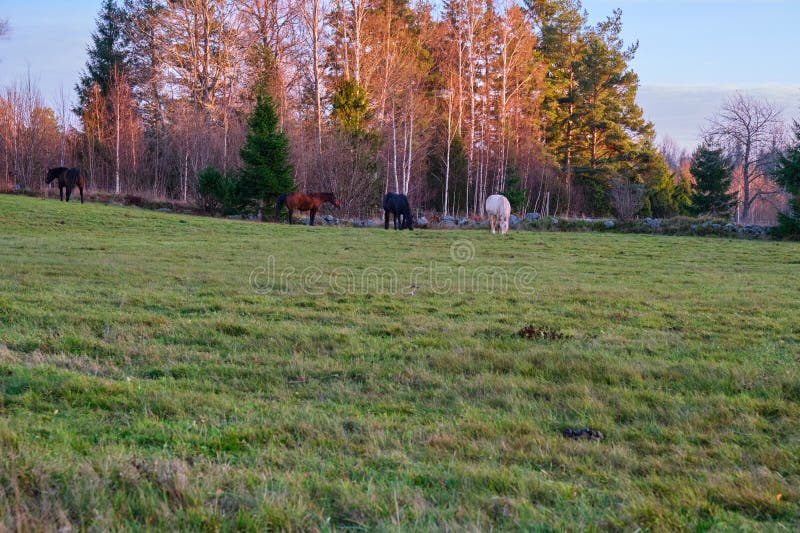 Farm on a Sunny Day in Spring in Skaraborg Sweden Stock Photo - Image ...