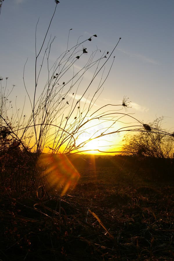 Farm at sunset stock image. Image of spring, plant, bush - 700173