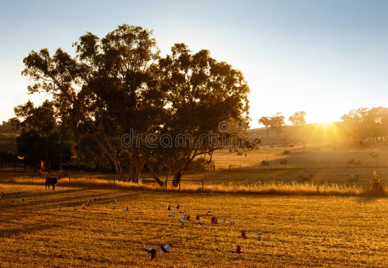 Australian Rural Landscape stock image. Image of meadow - 5406597