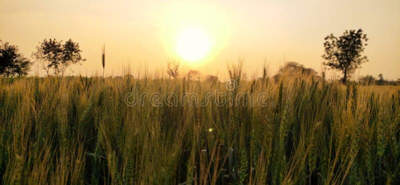 Farm Sunset View stock image. Image of sunrise, morning - 212998809