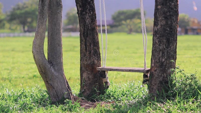 Swing Hanging from a Big Oak Tree in a Green Field at Sunset Stock ...