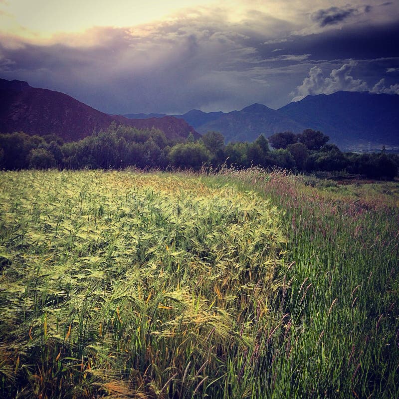 Farm stock image. Image of season, crops, sunshine, barley - 43952185