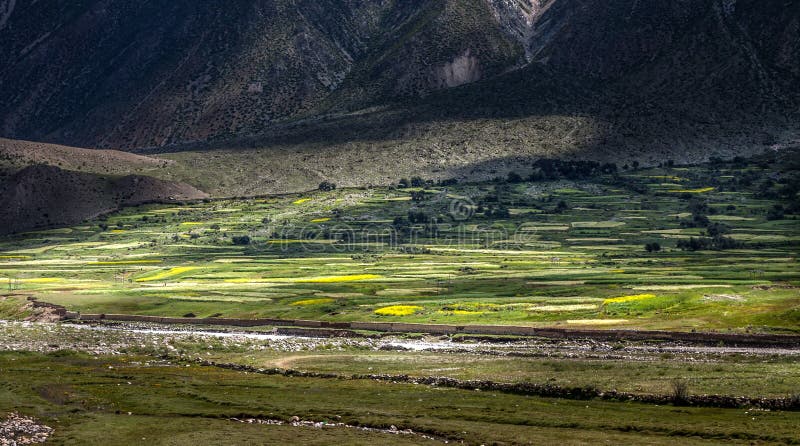 Farm in Tibet plateau stock image. Image of field, asia - 58606719