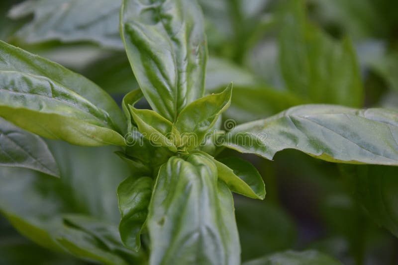Farm To Table Fresh Basil in a Garden Stock Photo - Image of herb ...