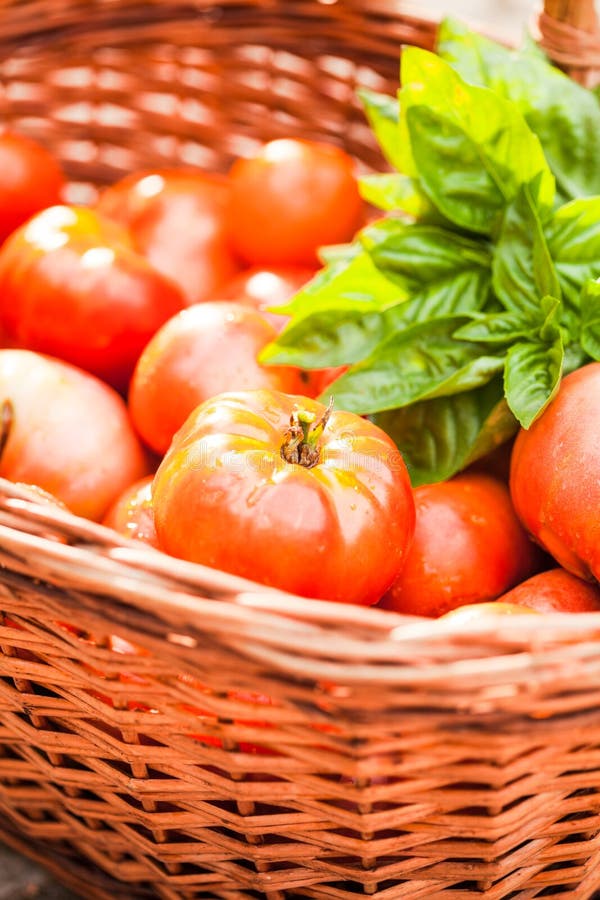 Farm tomatoes stock photo. Image of harvest, market, cuisine - 44871566