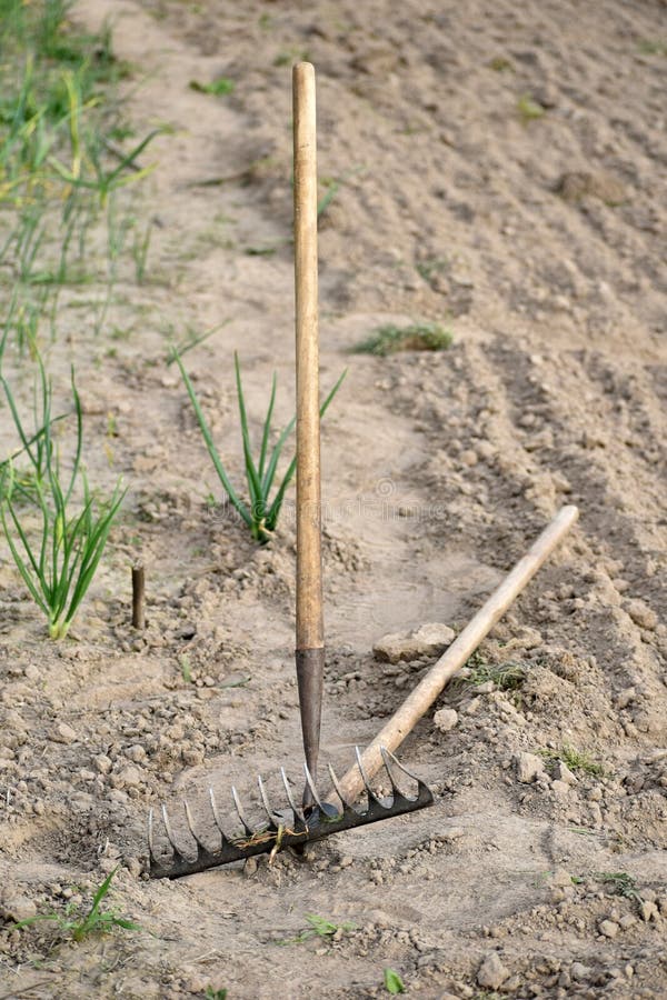 The Farm Tool is in the Garden. Stock Photo - Image of gardener ...