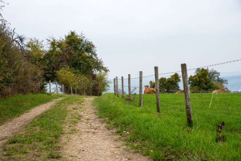 Farm Track Along Cow Pasture Stock Photo - Image of country, cattle ...