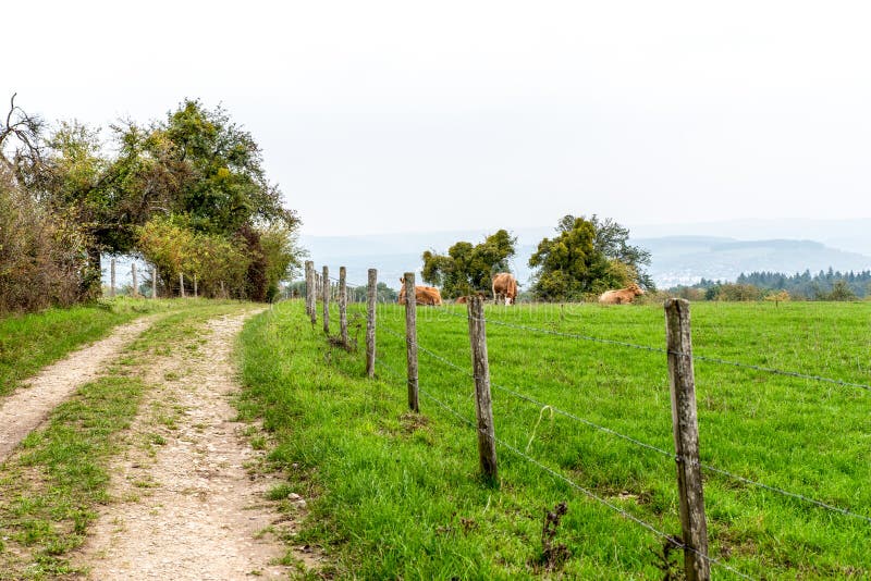 Farm Track Along Cow Pasture Stock Photo - Image of cows, grass: 219412912