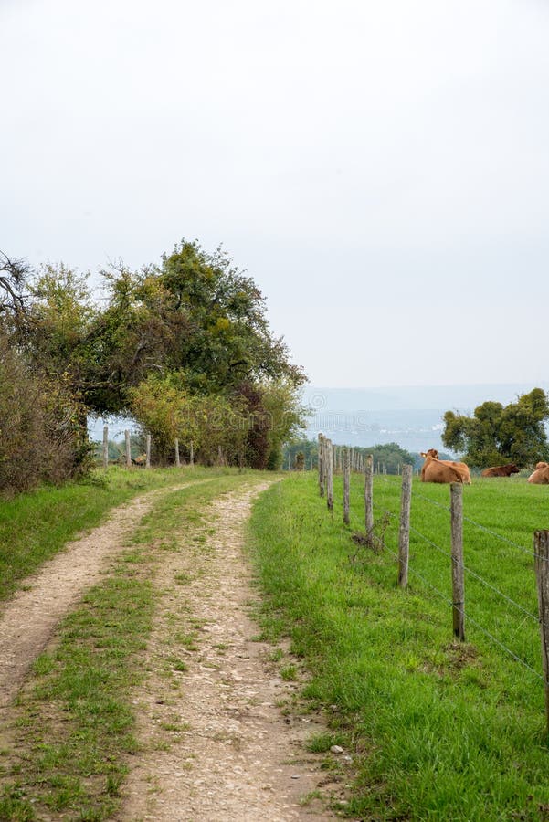 Farm Track Along Cow Pasture Stock Image - Image of grazing, animal ...