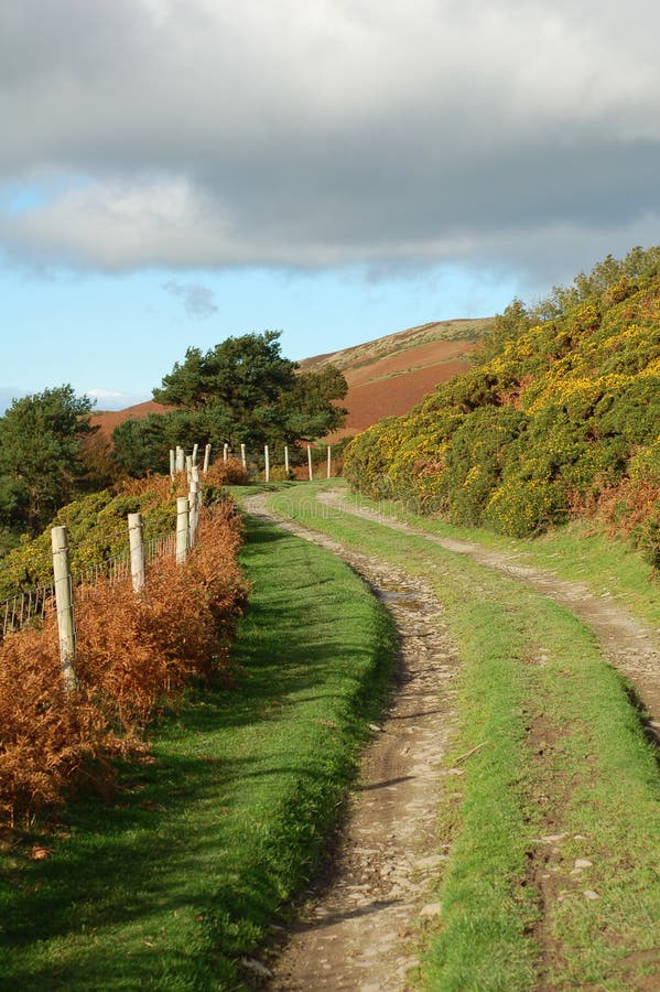 Farm Track between Stone Walls with Trees Behind. Derbyshire, England ...