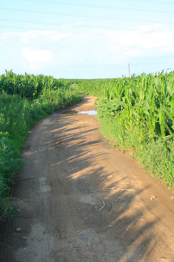 Farm track stock photo. Image of freshness, green, harvesting - 45408522