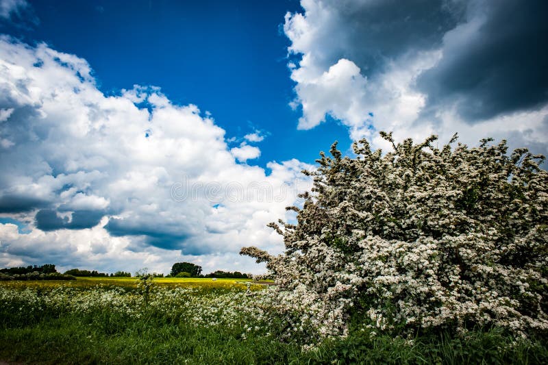 Farm track stock photo. Image of conservation, fens, newly - 71868224