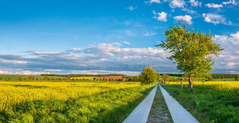 Footpath Rape Field Cherry Trees Germany Stock Photos - Free & Royalty ...