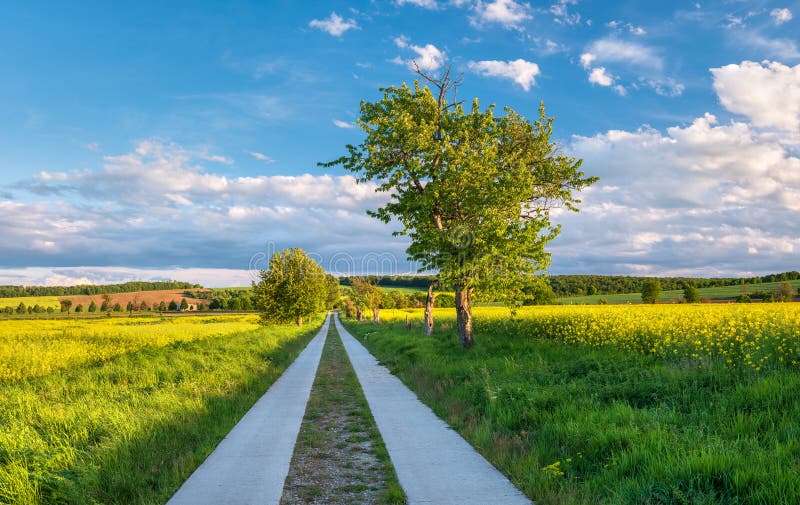 Farm Track through Fields in Spring, Landscape with Rapeseed in Bloom ...