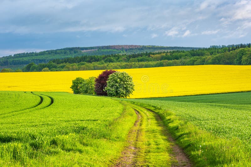 Farm Track through Fields in Spring, Landscape with Rapeseed in Bloom ...