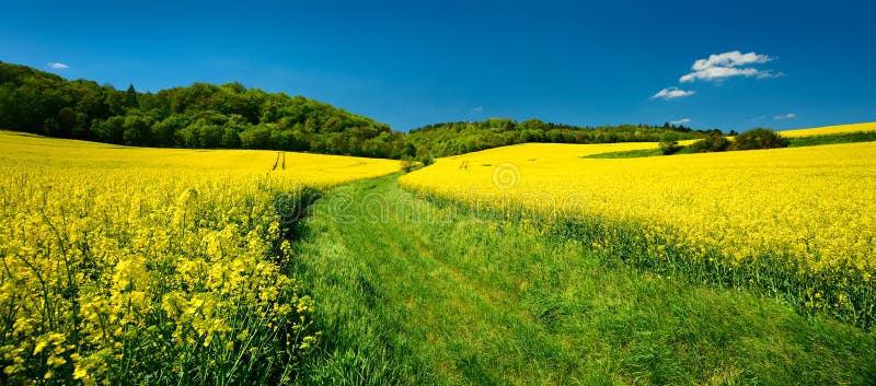Farm Track Rapeseed Fields Spring Under Blue Sky Stock Photos - Free ...