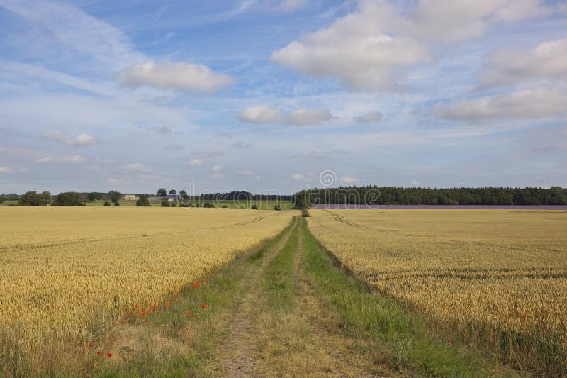 Farm track and woodlands stock image. Image of summer - 74775705