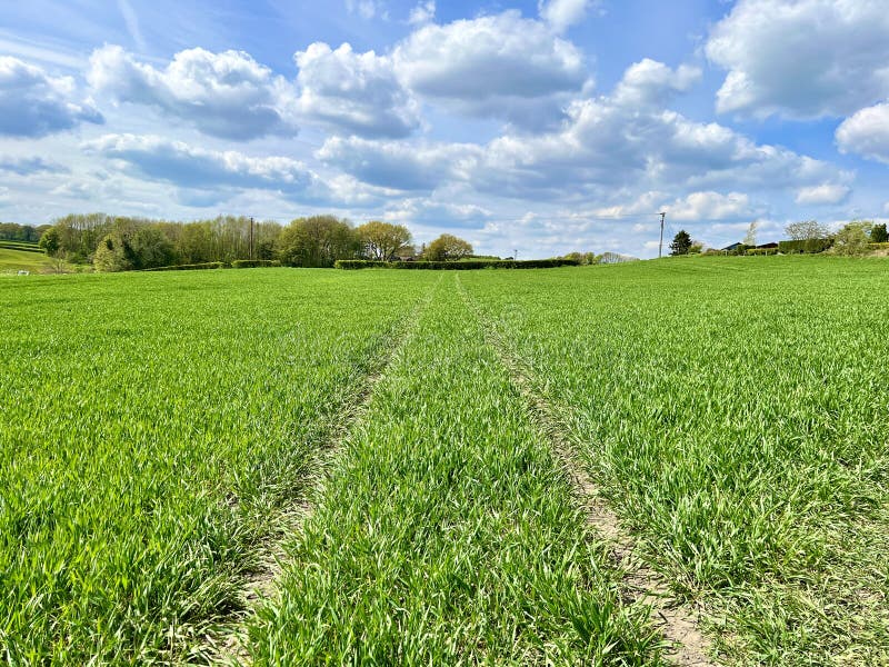 Farm Tracks through Grass Field Stock Photo - Image of explore, single ...