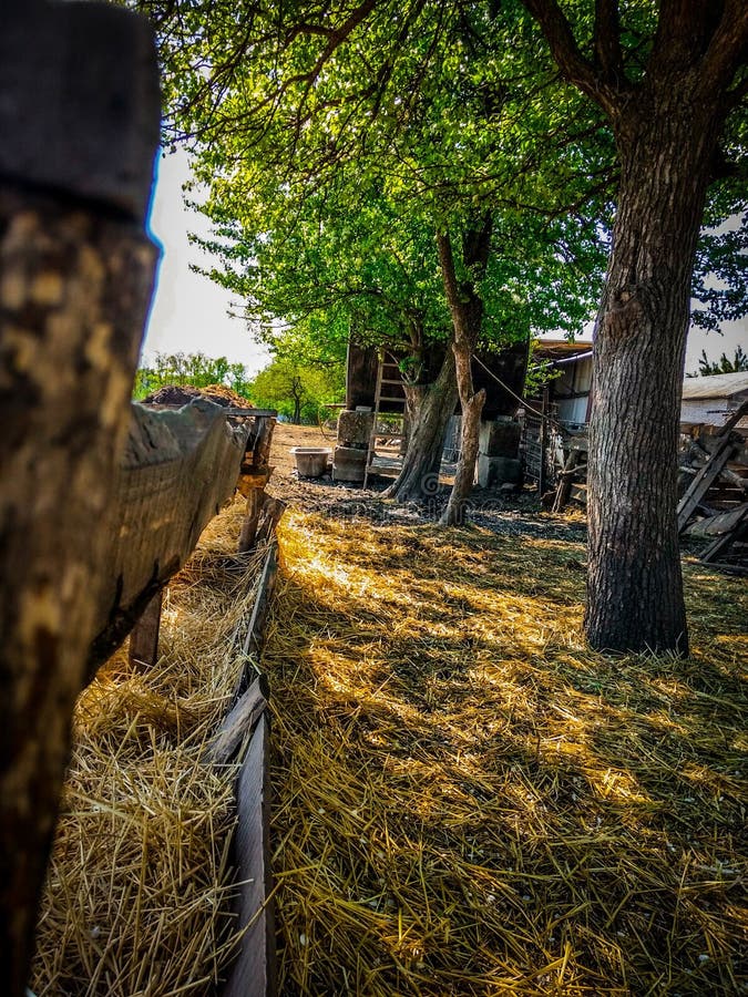 Farm stock photo. Image of tree, sunny, green, farm - 118817746